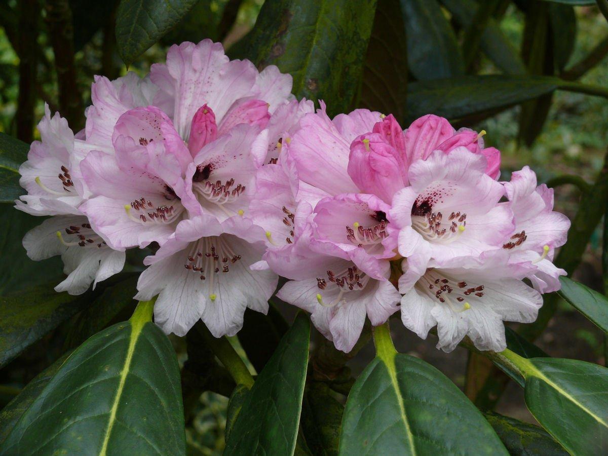 Rhododendron (Rhododendron rex subsp. rex) in the Rhododendrons ...
