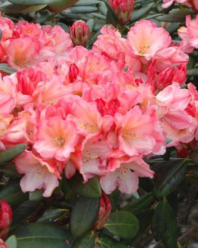 Rhododendron 'Sierra Sunset' in the Rhododendrons Database - Garden.org