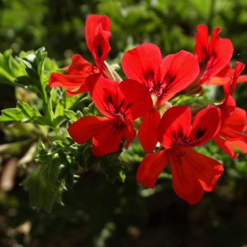 Regal Geranium (Pelargonium x domesticum) in the Pelargoniums Database ...