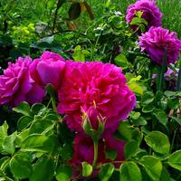 Rose (Rosa 'Princess Anne') in the Roses Database - Garden.org