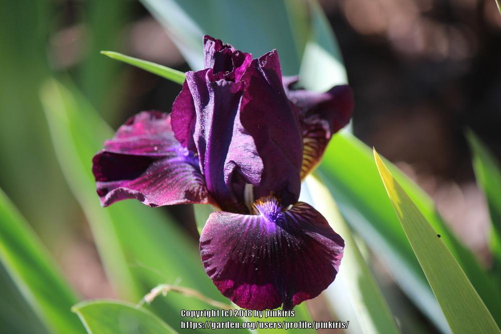 Standard Dwarf Bearded Iris (Iris 'Jewel Baby') in the Irises Database ...