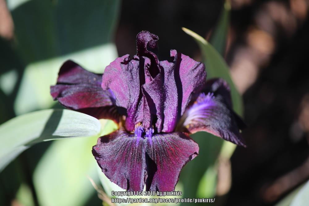 Photo of the bloom of Standard Dwarf Bearded Iris (Iris 'Jewel Baby ...