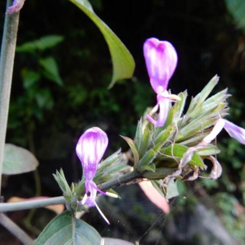 Purple Rice Plant (Peristrophe speciosa) - Garden.org