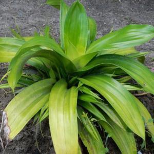 Pandanus dubius - Garden.org