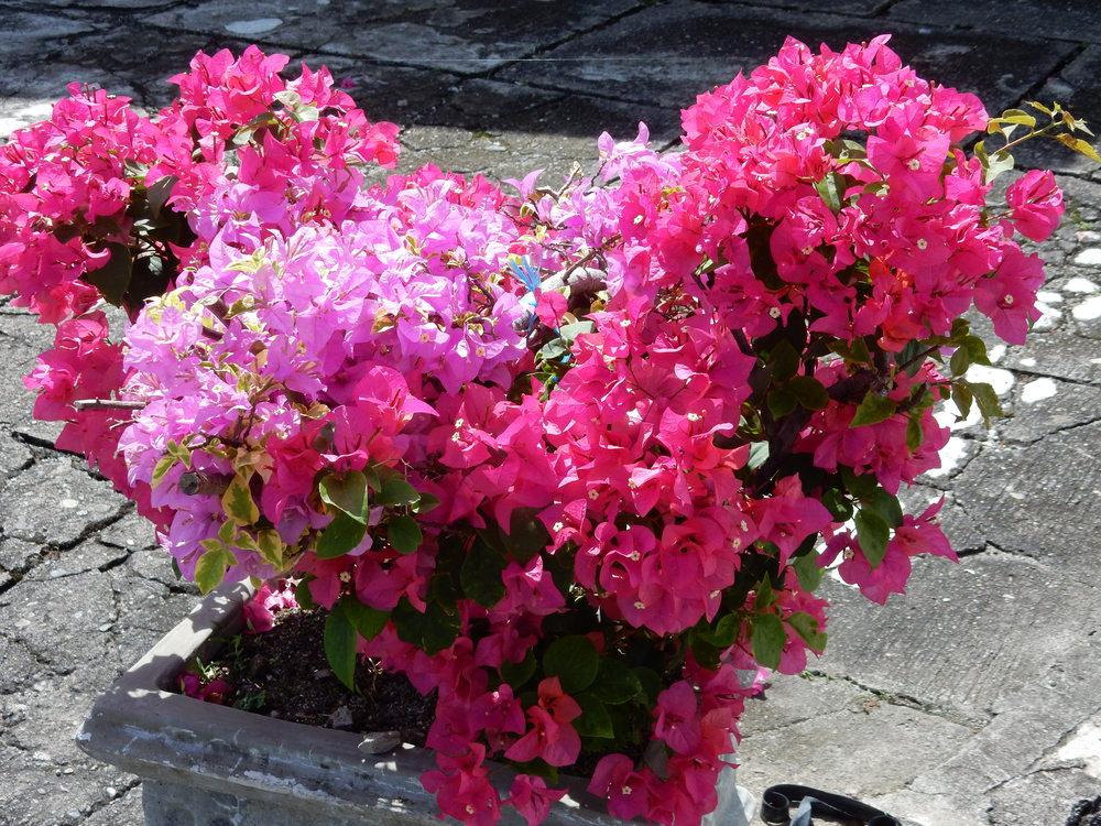 Bougainvilleas: Plant Care and Collection of Varieties - Garden.org