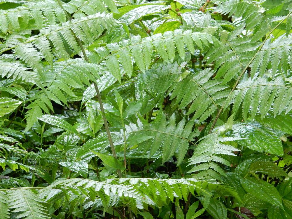 Vegetable Fern (Diplazium esculentum) - Garden.org
