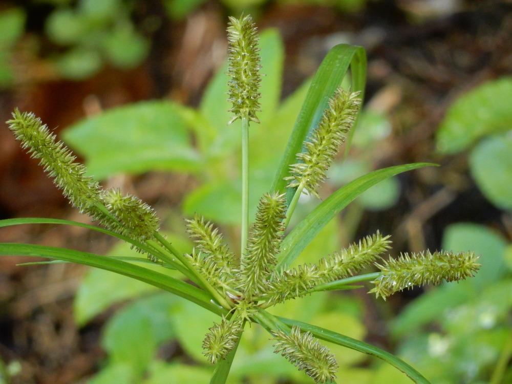 Pacific island flatsedge (Cyperus cyperoides) - Garden.org