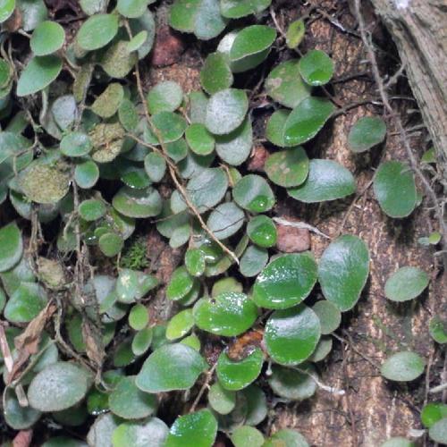 Rock Felt-Fern (Pyrrosia rupestris) - Garden.org