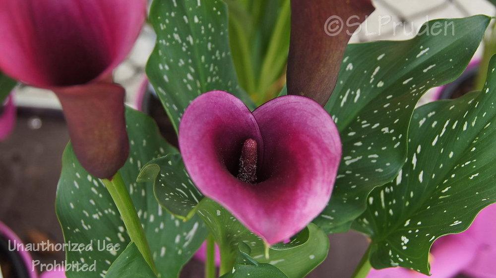 Calla Lily (Zantedeschia 'Captain Prado') in the Callas Database ...