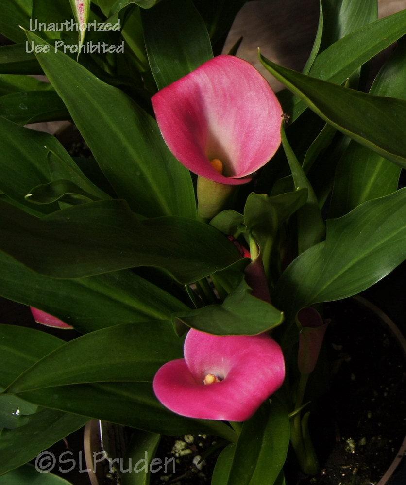 Photo of the entire plant of Calla Lily (Zantedeschia rehmannii 'Garnet ...