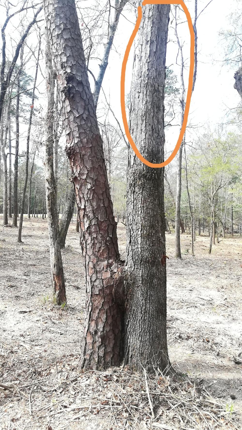 inosculation of trees in the Ask a Question forum - Garden.org