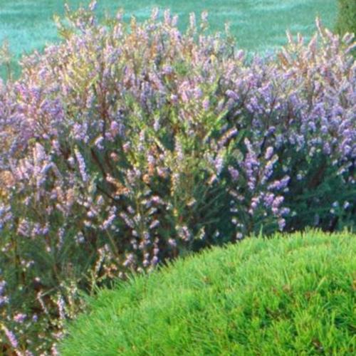 Irish Heath (Erica erigena 'Maxima') - Garden.org