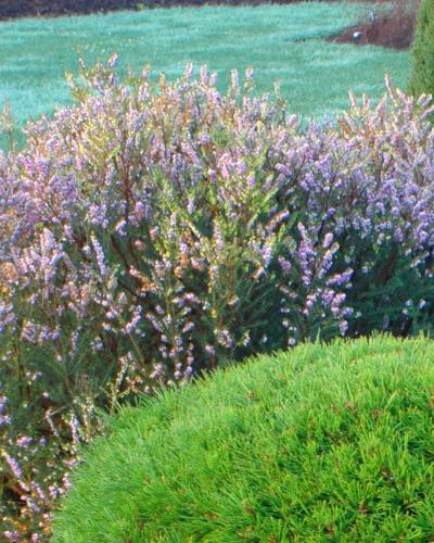 Irish Heath (Erica erigena 'Maxima') - Garden.org