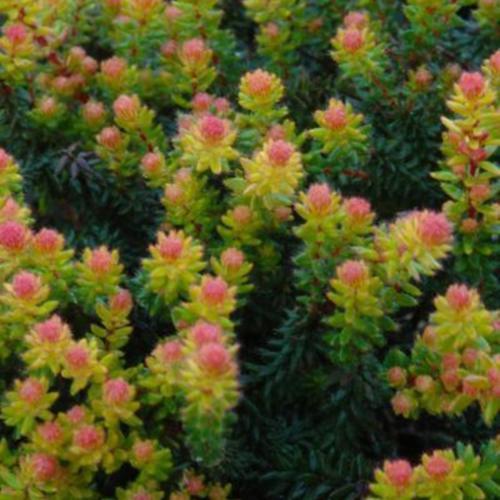 Heather (Erica x stuartii 'Irish Orange') - Garden.org