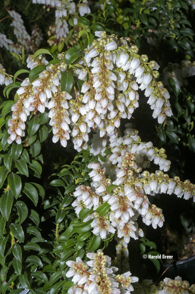 Japanese Andromeda (Pieris japonica 'Brookside Miniature') - Garden.org