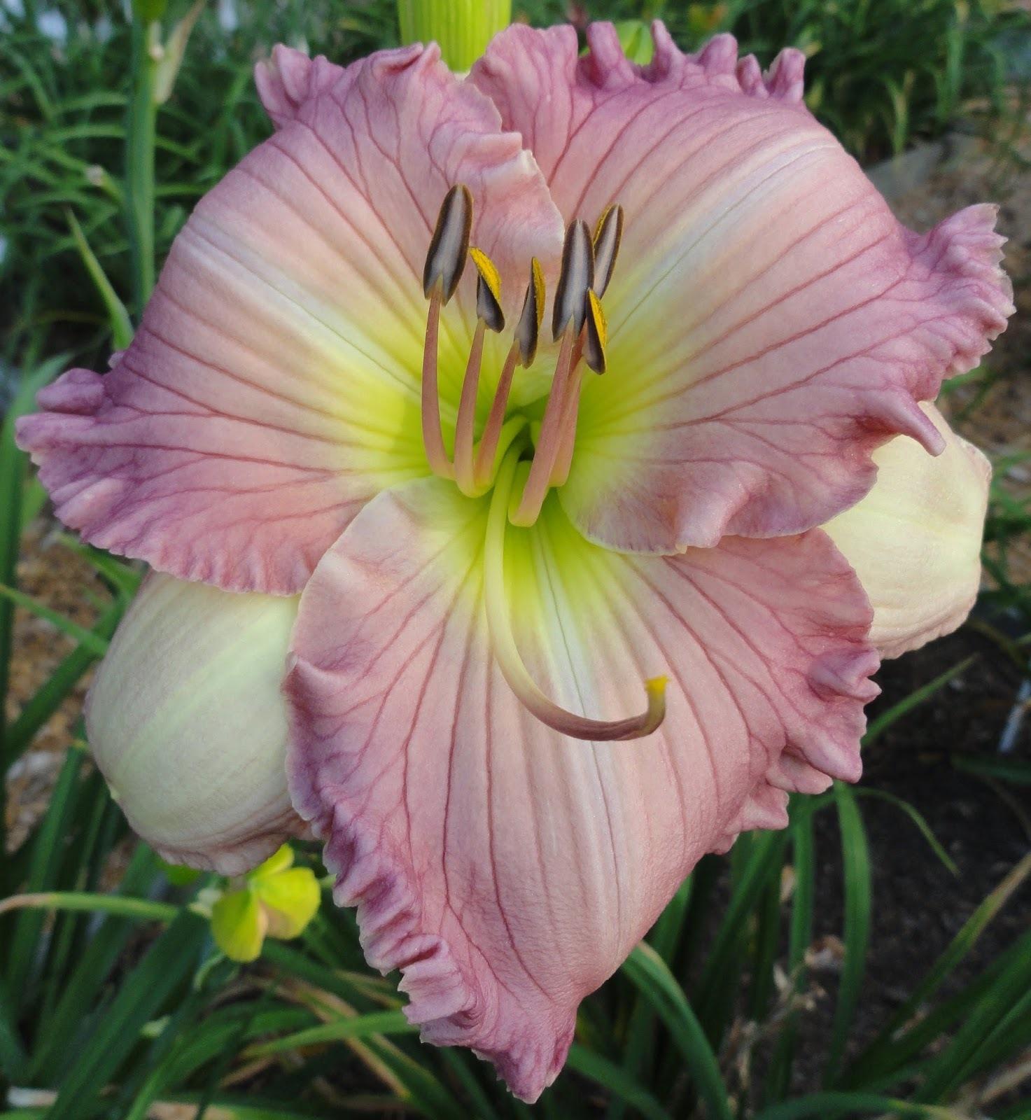 Daylily (Hemerocallis 'Georgia Passion') in the Daylilies Database ...