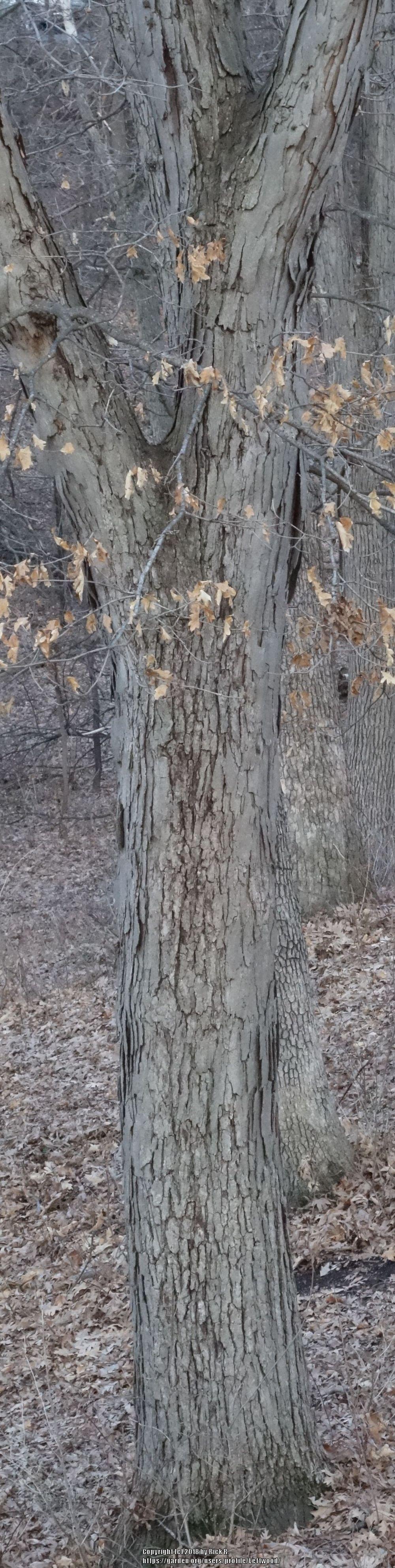 inosculation of trees in the Ask a Question forum - Garden.org