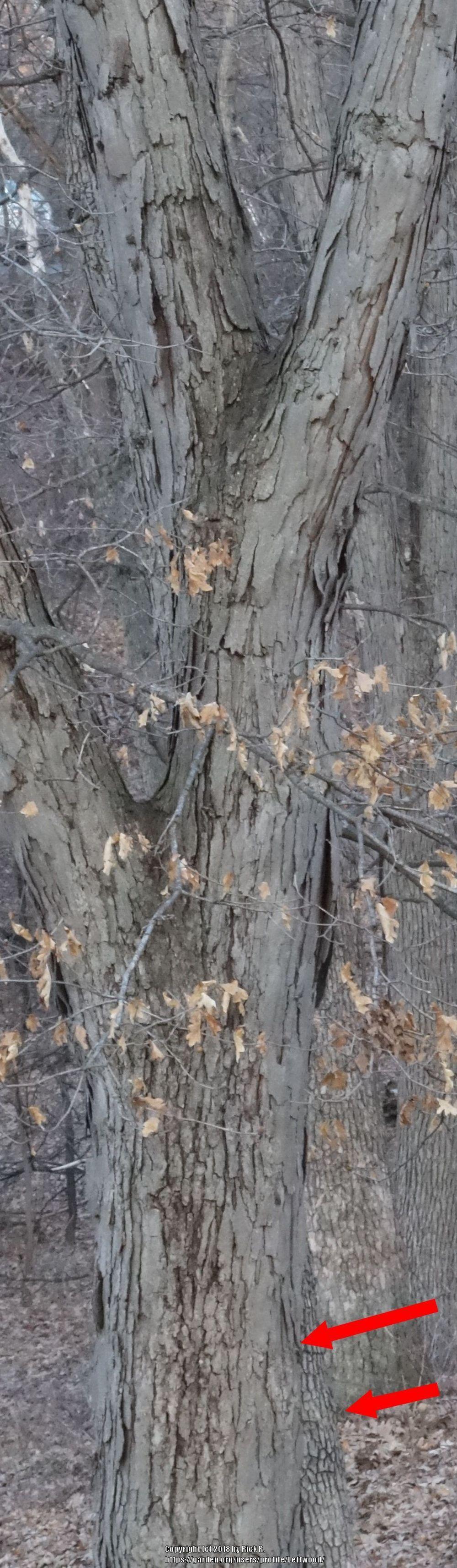 inosculation of trees in the Ask a Question forum - Garden.org