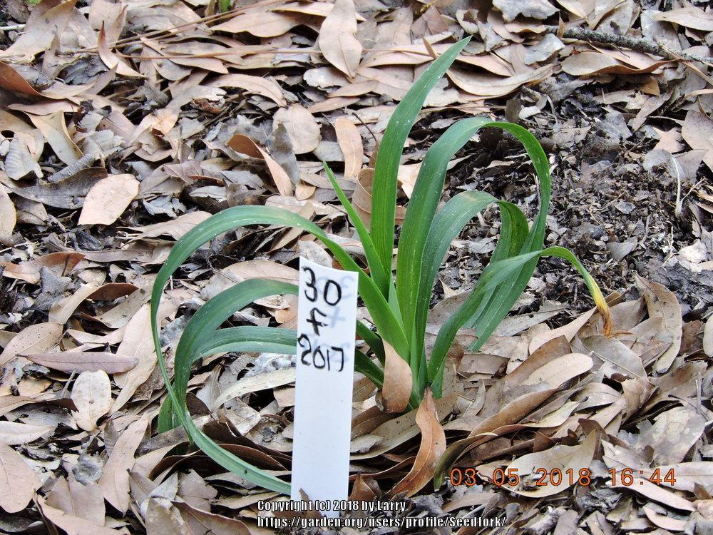 How Do You Label Your Daylilies in the Daylilies forum - Garden.org
