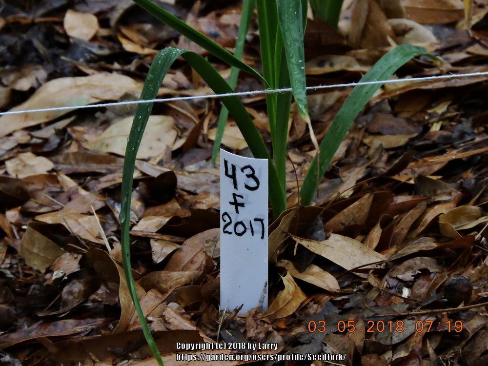 How Do You Label Your Daylilies in the Daylilies forum - Garden.org