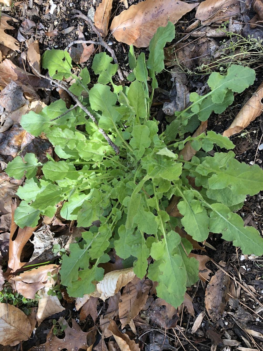 Rosette weed does not match NCStateTurfFiles Broadlead weed id? in the ...