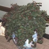 Teddy Bear Vine (Cyanotis beddomei) - Garden.org