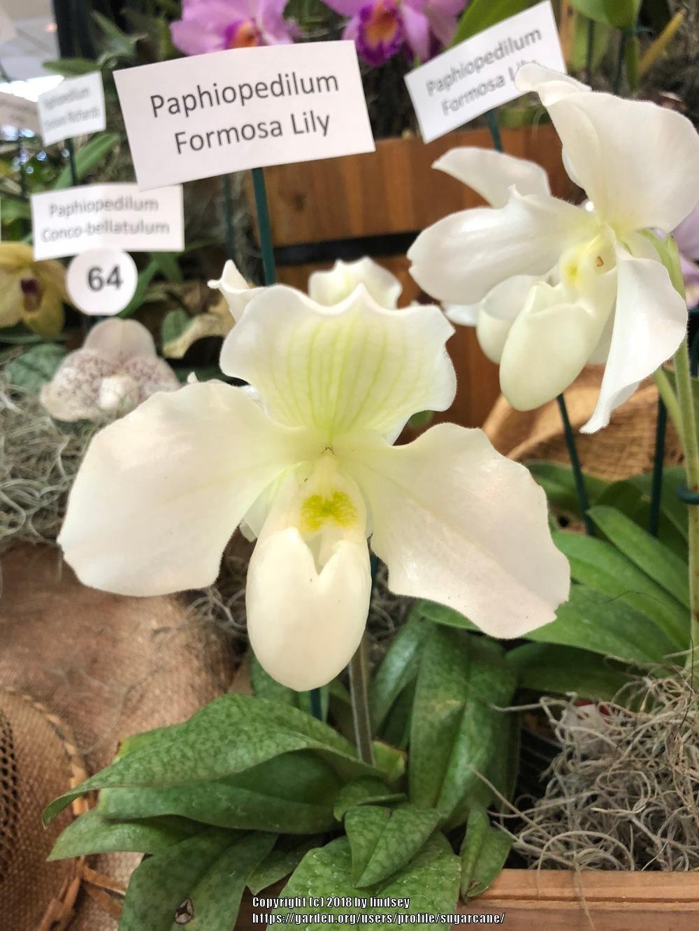 Orchid (Paphiopedilum Formosa Lily) - Garden.org