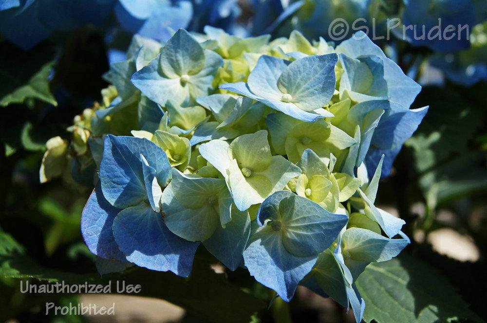 Photo of the bloom of Hydrangea 'Bela' posted by DaylilySLP - Garden.org