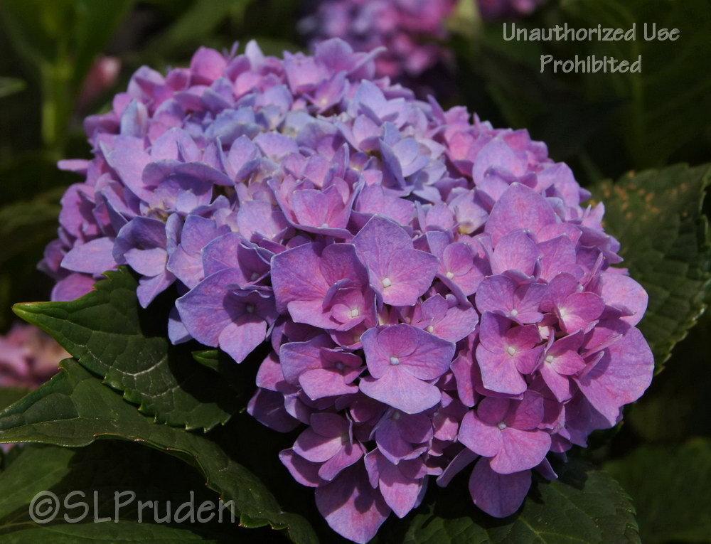 Photo of the bloom of Hydrangea (Hydrangea macrophylla Let's Dance ...