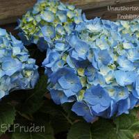 Photo of the bloom of Hydrangea 'Bela' posted by DaylilySLP - Garden.org