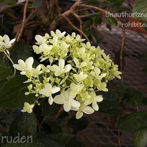 Panicle Hydrangea (Hydrangea paniculata 'Bombshell') in the Hydrangeas ...