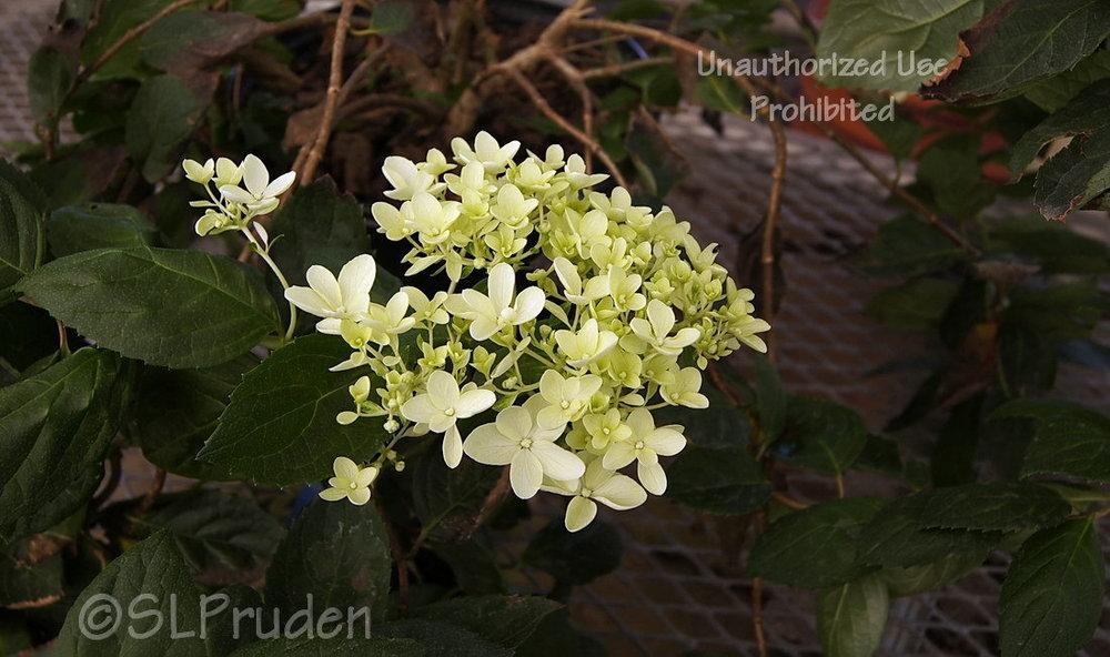 Panicle Hydrangea (Hydrangea paniculata 'Bombshell') in the Hydrangeas ...