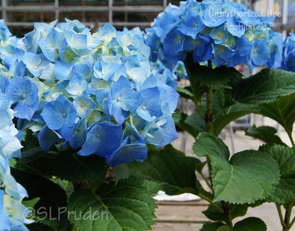 Hydrangea 'Bela' in the Hydrangeas Database - Garden.org