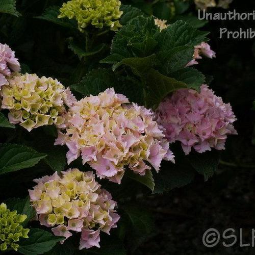 Mophead Hydrangea (Hydrangea macrophylla Magical® Ocean) in the ...