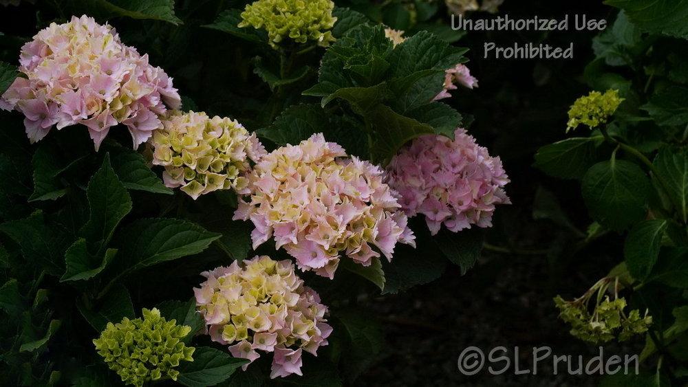 Mophead Hydrangea (Hydrangea macrophylla Magical® Ocean) in the ...