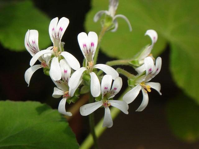 Apple Geranium (Pelargonium odoratissimum) in the Pelargoniums Database ...