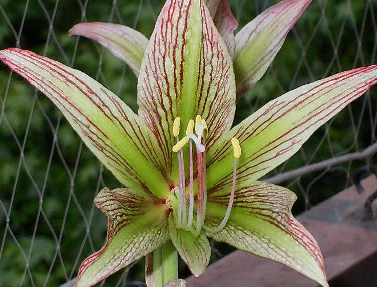 Amaryllis: Plant Care and Collection of Varieties - Garden.org