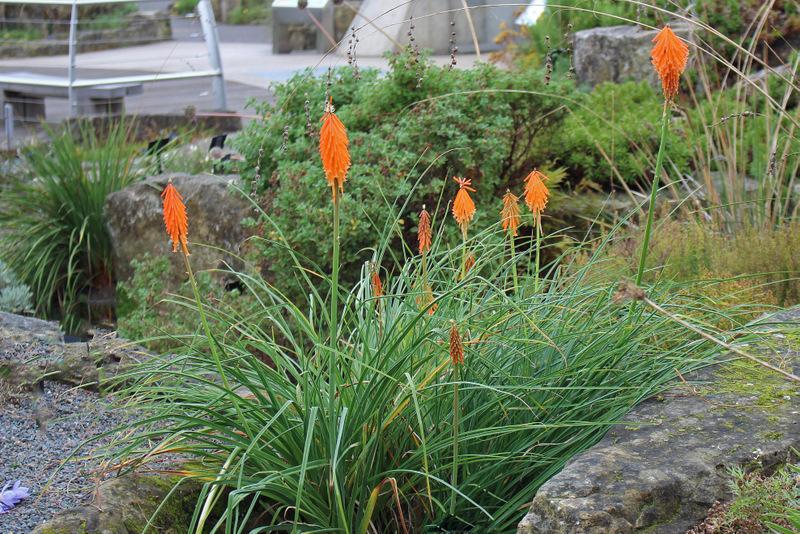 Dwarf Red Hot Poker (Kniphofia triangularis) in the Torch Lilies ...