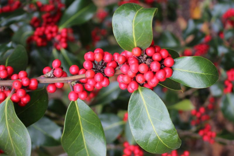 Ilex: Plant Care and Collection of Varieties - Garden.org