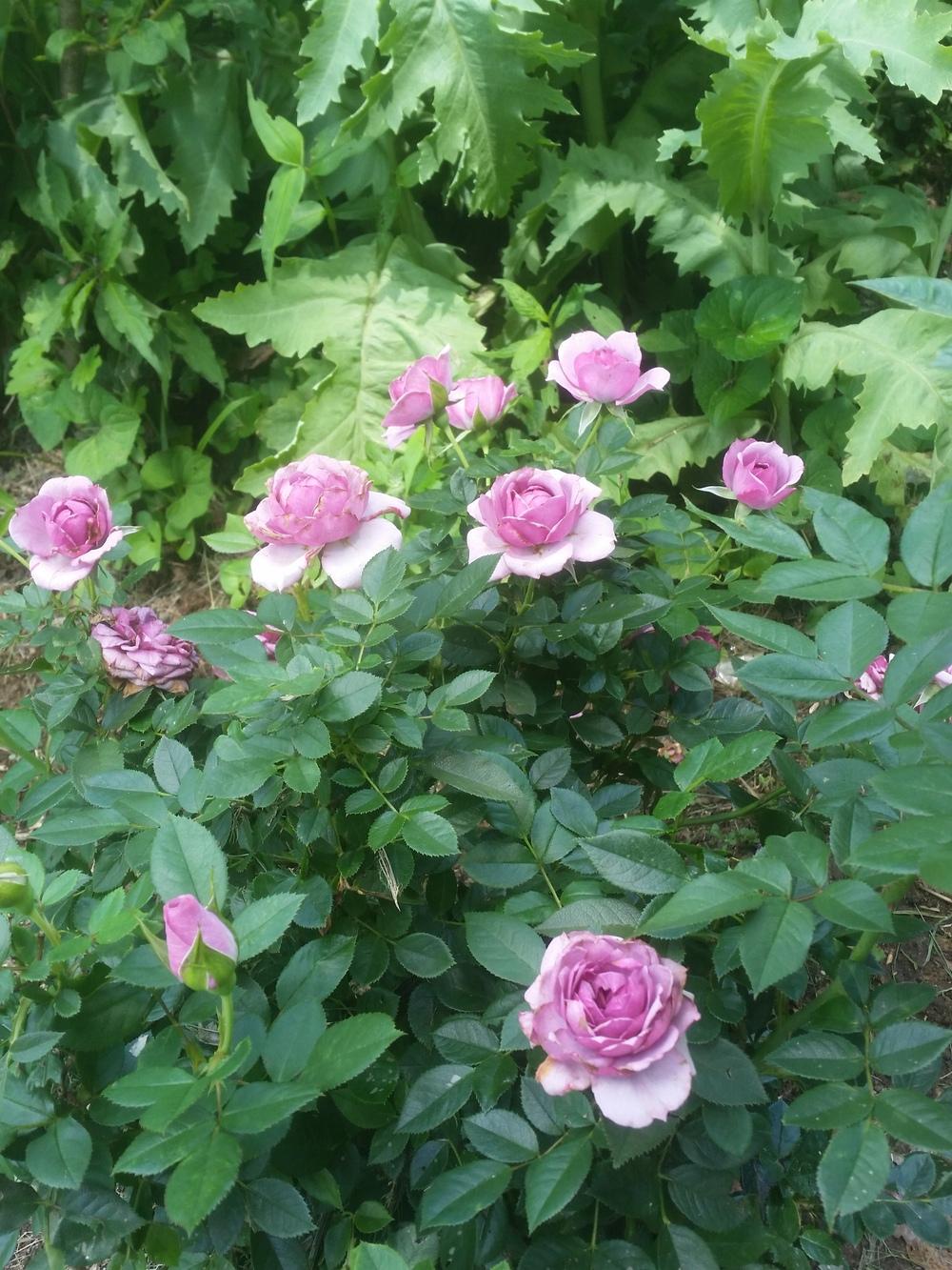 Rose (Rosa 'Lavender Flower Circus') in the Roses Database - Garden.org