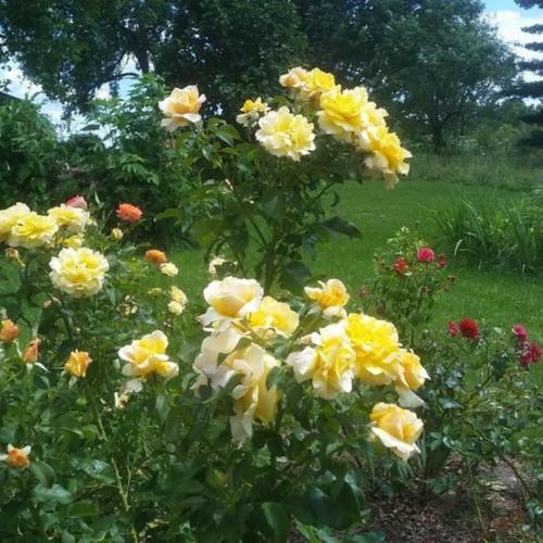 Rose (Rosa 'Sunny Sky') in the Roses Database - Garden.org