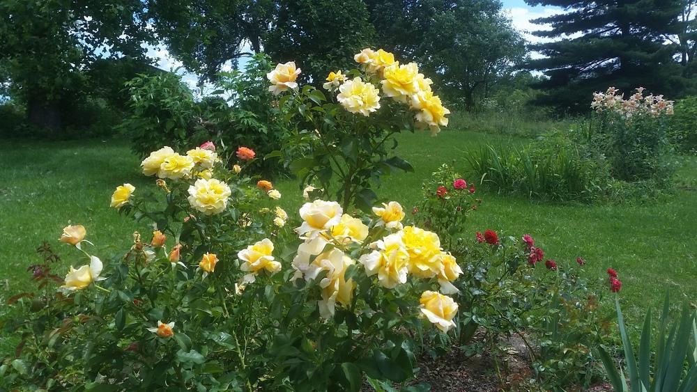 Photo of the entire plant of Rose (Rosa 'Sunny Sky') posted by gemini ...