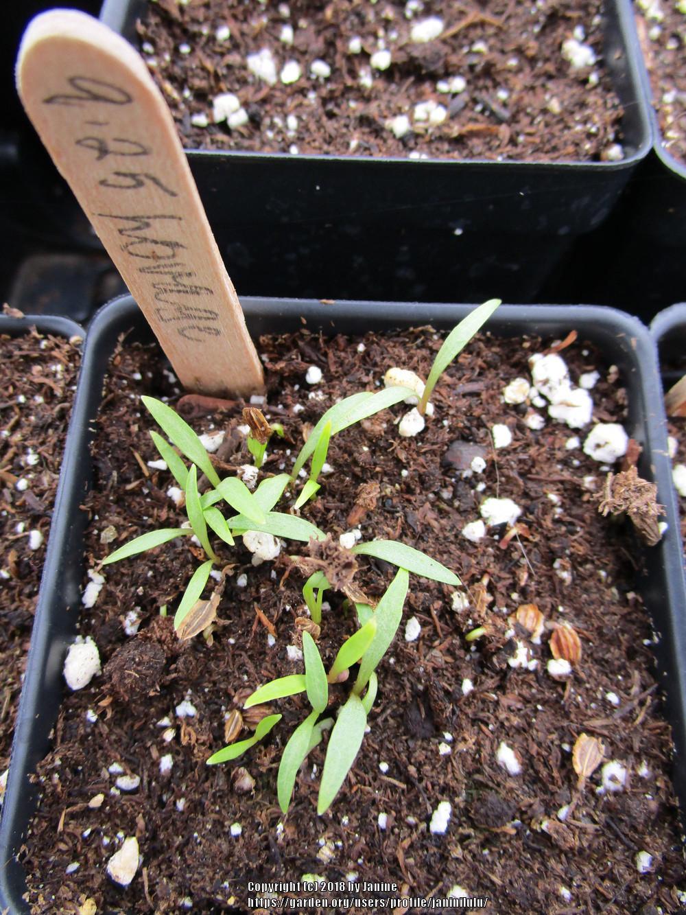 Photo of the seedling or young plant of Lovage (Levisticum officinale ...