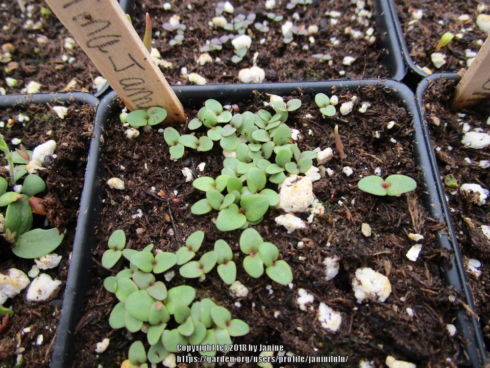 Photo of the seedling or young plant of Evening Primrose (Oenothera ...