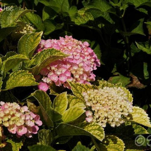 Mophead Hydrangea (Hydrangea macrophylla Magical® Coral) in the ...