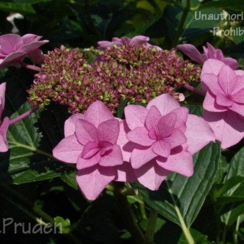 Bigleaf Hydrangea (Hydrangea macrophylla 'Shamrock') in the Hydrangeas ...