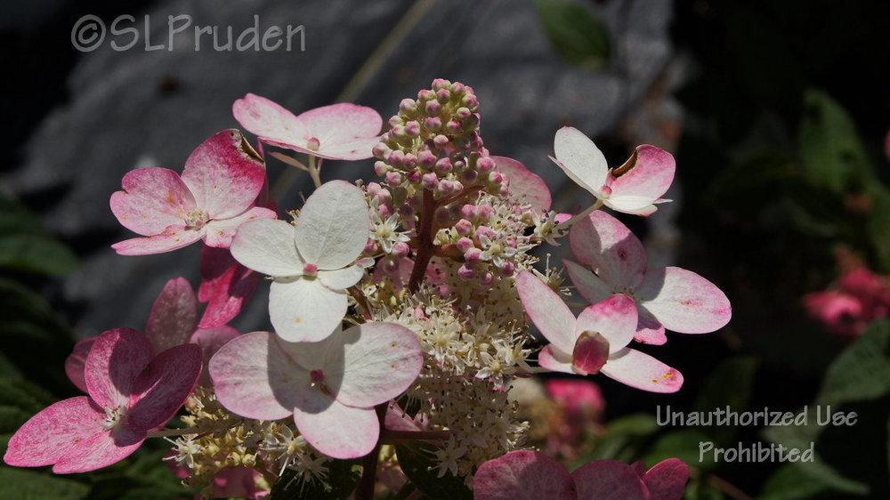 Panicle Hydrangea (Hydrangea paniculata Magical® Flame) in the ...