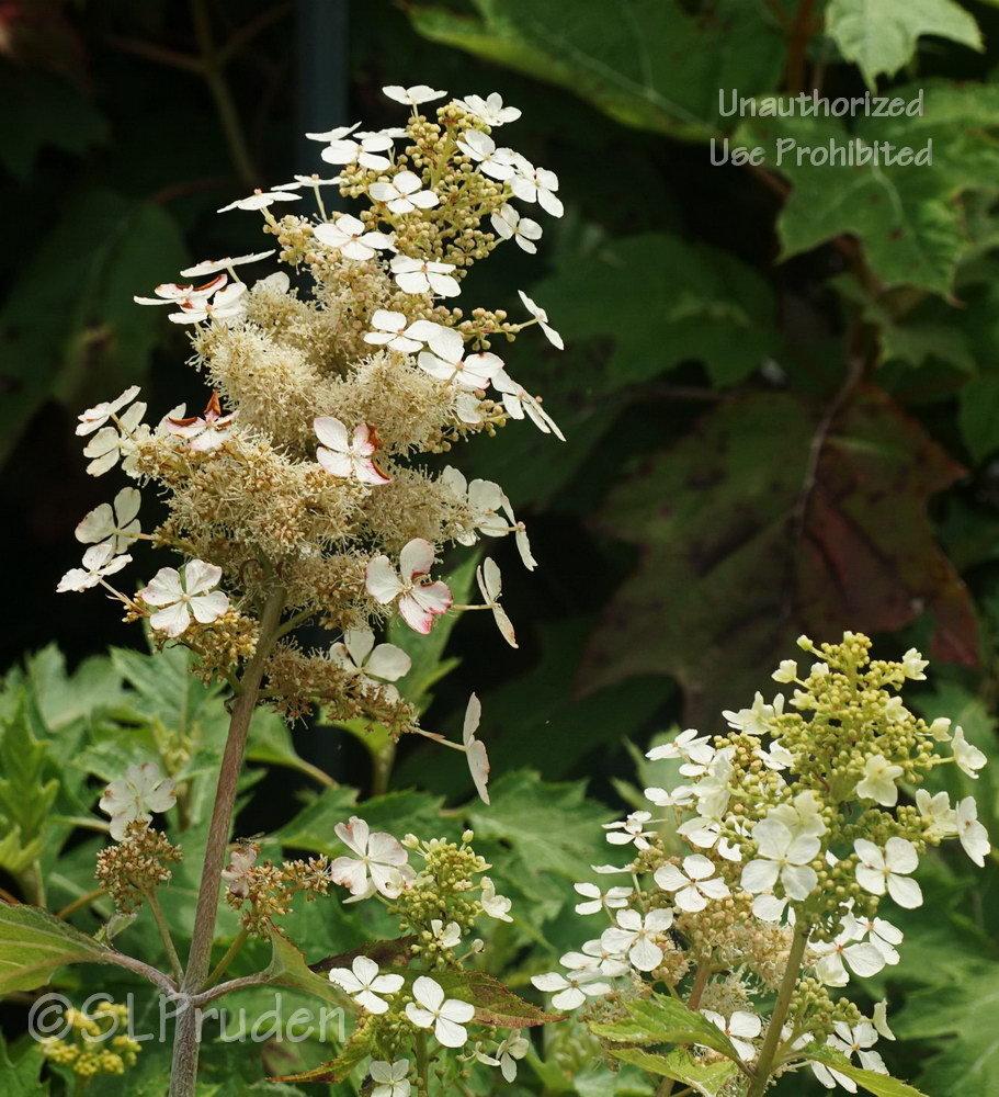 Oak-Leaved Hydrangea (Hydrangea quercifolia Ice Crystal®) in the ...