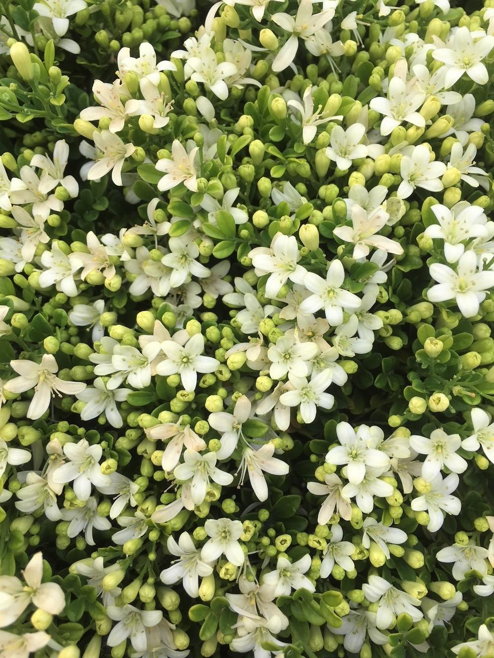 Orange Jasmine (Murraya paniculata 'Min-a-Min') - Garden.org