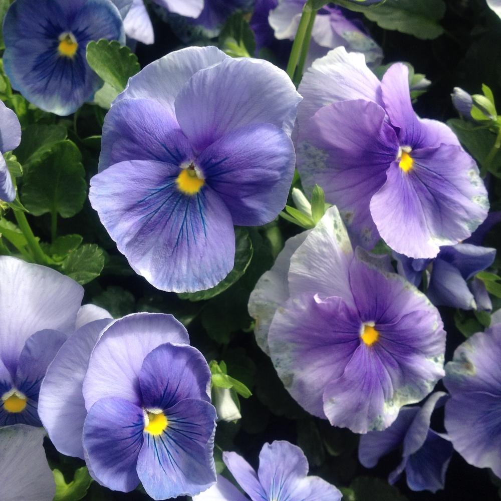 Pansy (Viola x wittrockiana Matrix™ Light Blue Improved) in the Violas ...